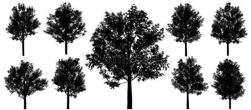 Silhouettes of Beautiful Ash Trees, Set. Vector Illustration Stock ...