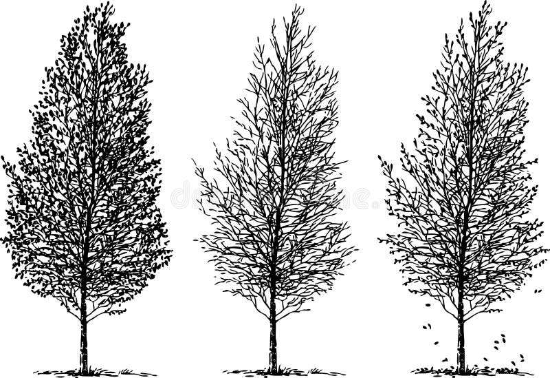 Silhouettes Of Birch Trees Without Leaves. Stock Vector - Illustration ...