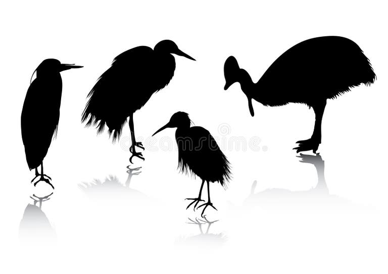 Ostrich Black Feathers Stock Illustrations – 644 Ostrich Black Feathers ...
