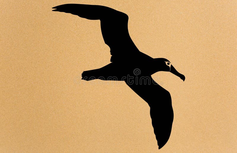 Silhouettes of Bird Albatross, Albatross Silhouette Vector Illustration ...