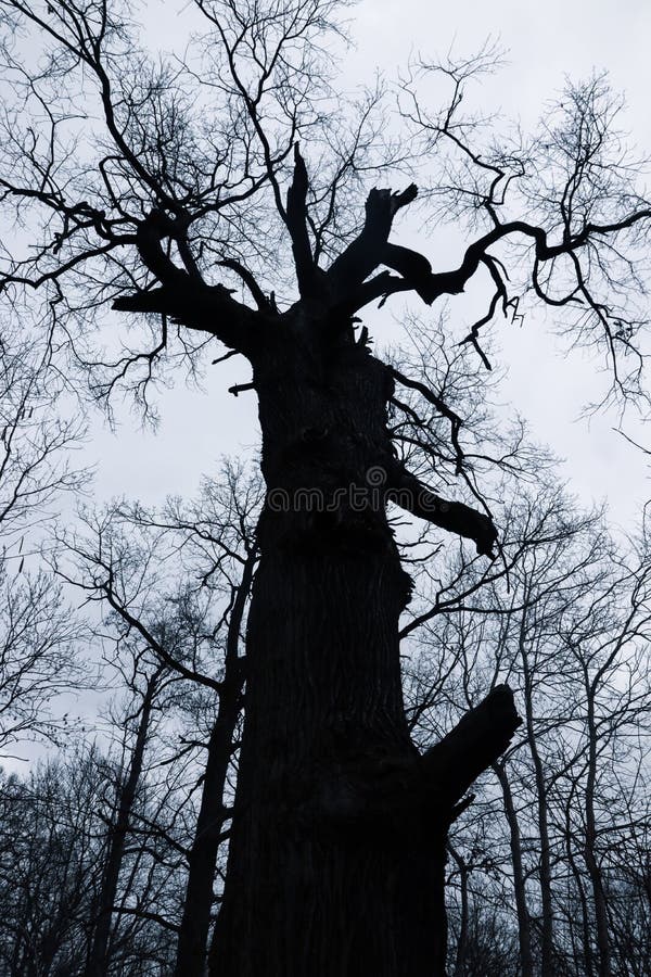 Silhouettes of a Black Tree without Leaves Stock Photo - Image of brown ...