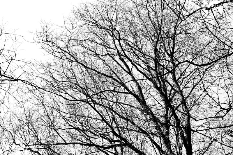 Negative tree branches stock image. Image of using, trees - 86340565