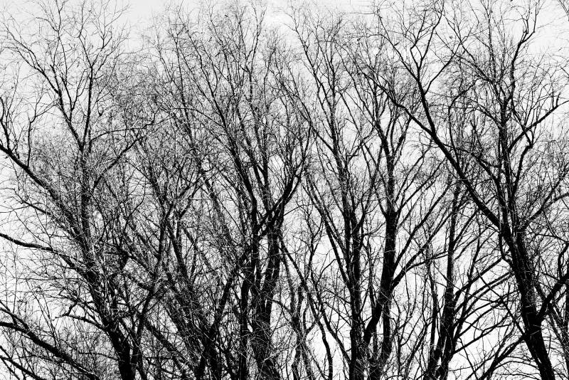 Silhouettes of a Black Tree without Leaves on a White Background ...