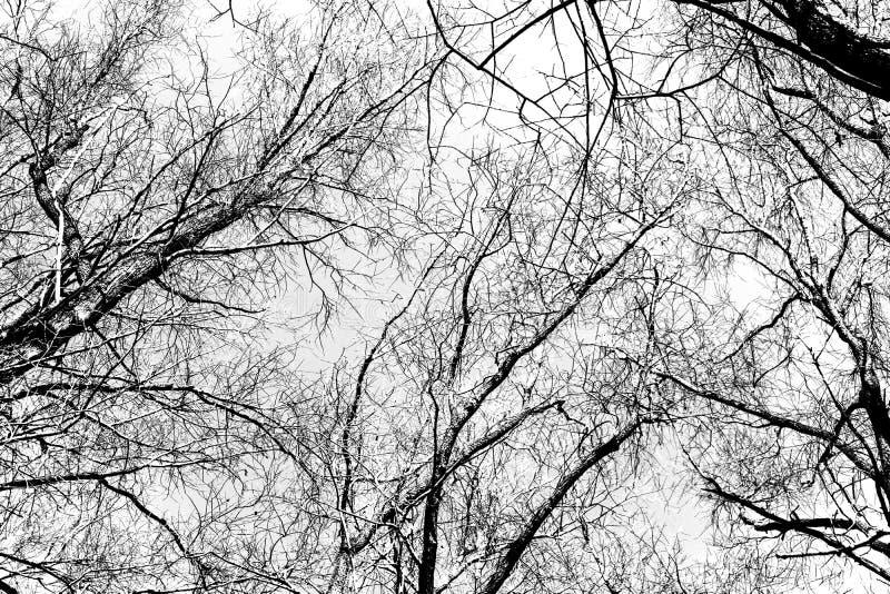 Silhouettes of a Black Tree without Leaves on a White Background ...