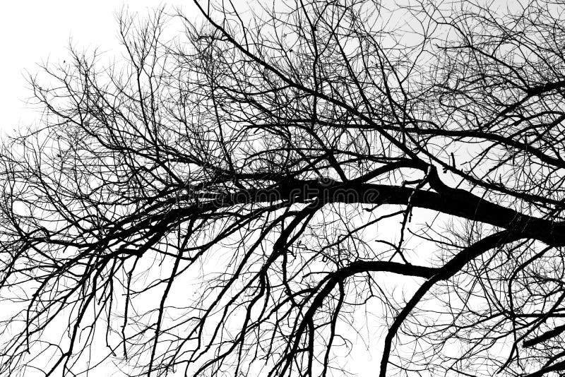 Silhouettes of a Black Tree without Leaves on a White Background ...