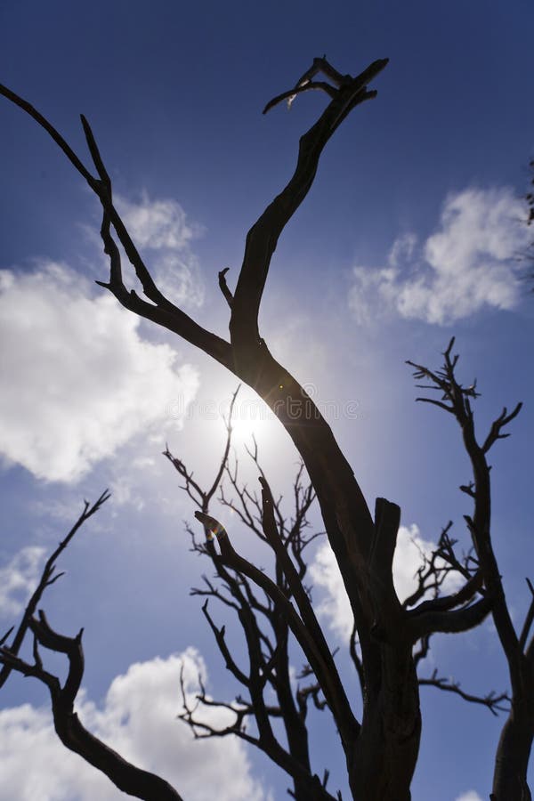 Burnt Bare Tree Branches Silhouettes Stock Photo - Image of black ...