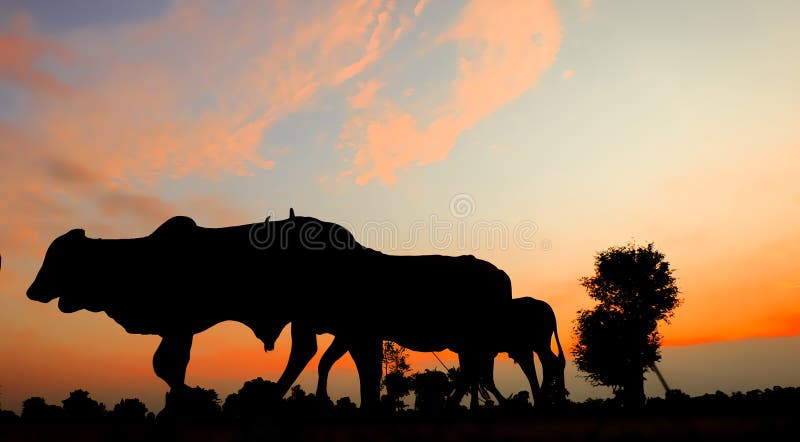 Silhouettes of Cows at Sunset. Stock Photo - Image of country, bull ...