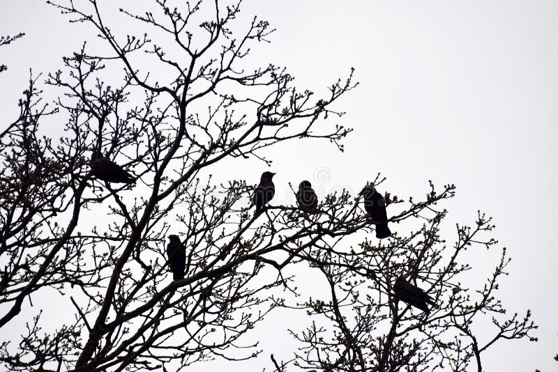 Silhouettes of Crows Birds on Tree Branches. Stock Image - Image of ... Silhouettes of Crows Birds on Tree Branches. Stock Image - Image of ...