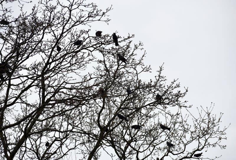 Silhouettes of Crows Birds on Tree Branches. Stock Image - Image of ...