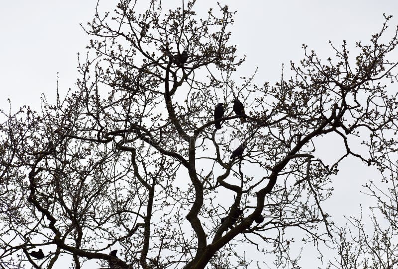 Silhouettes of Crows Birds on Tree Branches. Stock Photo - Image of ...