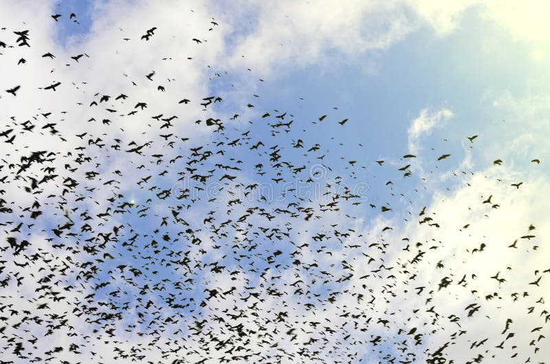 Silhouettes of Crows on Dramatic Sky Background with Clouds Stock Photo ...