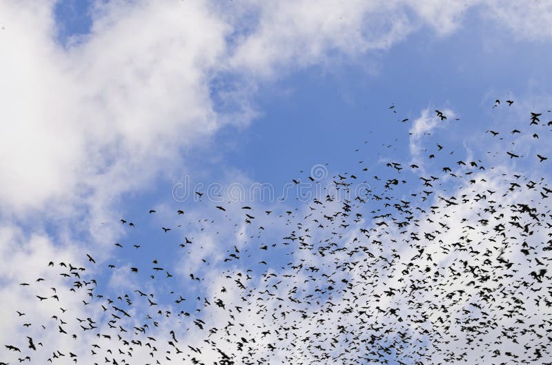 Silhouettes of Crows on Dramatic Sky Background with Clouds Stock Photo ...