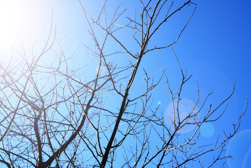 Silhouettes of a Dark Branches Tree with Lens Flare Lighting Effect ...