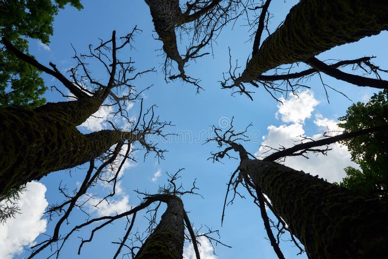 Silhouettes of Deciduous Trees in the Background of the Sky. Stock ...
