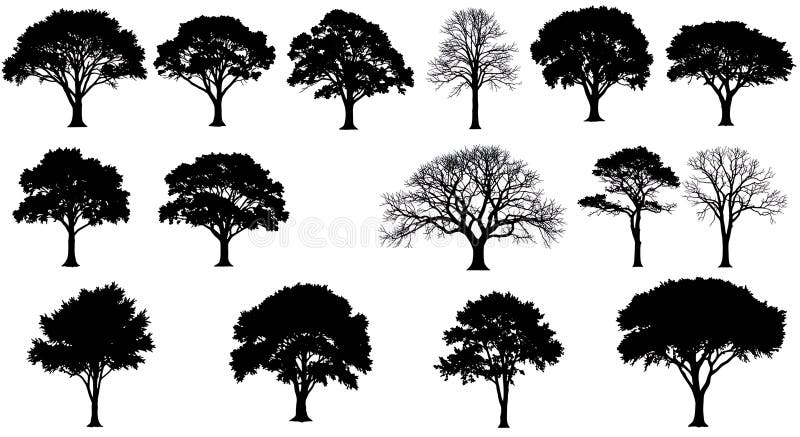 Different Tree Canopy Shapes Stock Illustrations – 111 Different Tree ...
