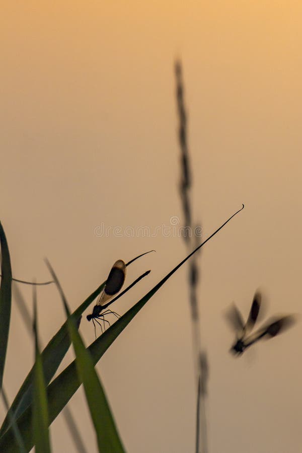 Silhouettes of Dragonflies among the Reeds Along the River Vecht Stock ...