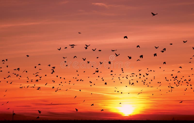 Silhouettes of Flying Birds Over Sunset Stock Image - Image of ...
