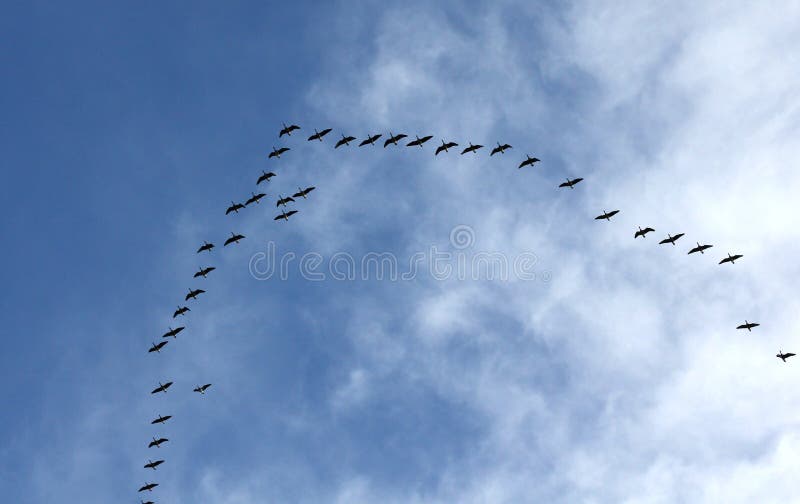 Geese Flying In Formation