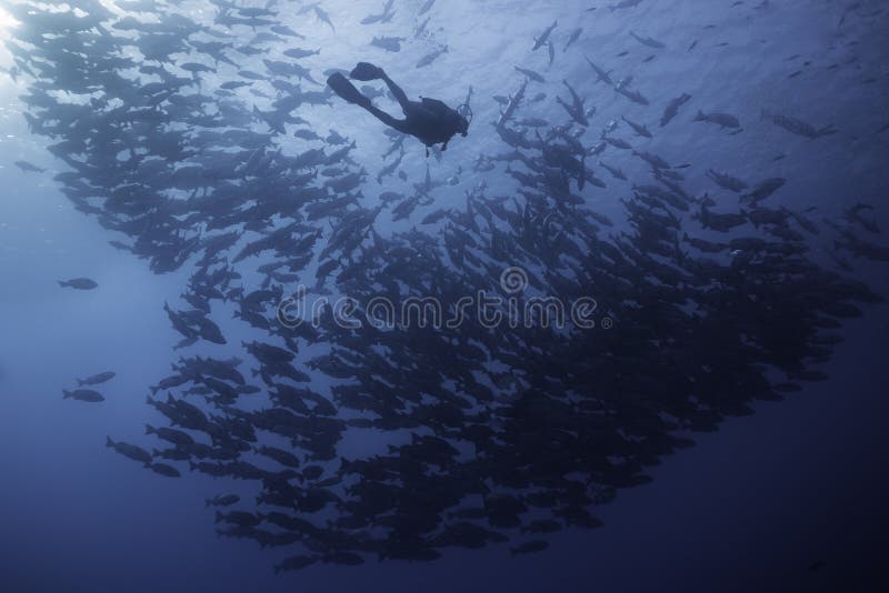 Silhouettes of a Large School of Snapper Fish Surrounding a Scuba Diver ...