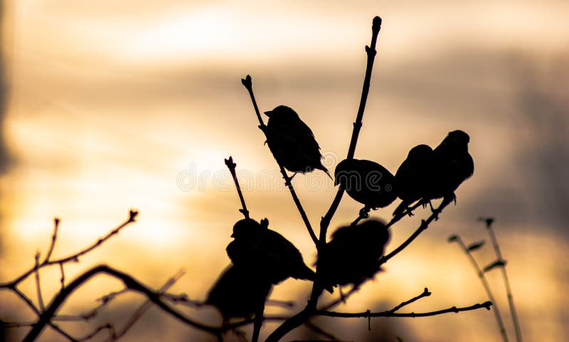 Birds Shadows Stock Images - Download 1,749 Royalty Free Photos