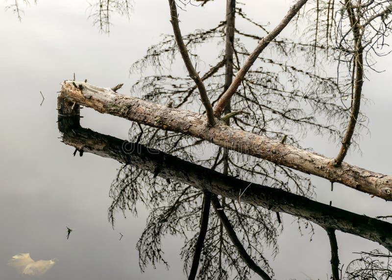 Flooded Tee Pee of Branches in a Burn Pile Stock Image - Image of trees ...