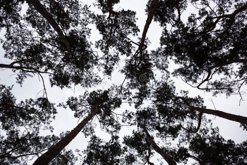 1,880 Treetops Silhouette Stock Photos - Free & Royalty-Free Stock ...