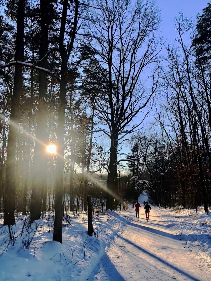 Silhouettes of Runners on a Snowy Path in the Woods Editorial Photo ...