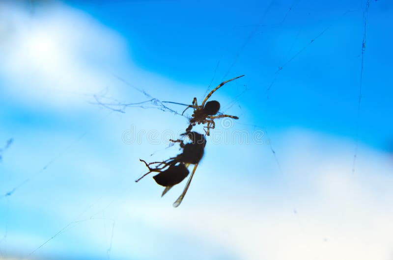 Spider fighting the wasp stock image. Image of hunting - 122169529
