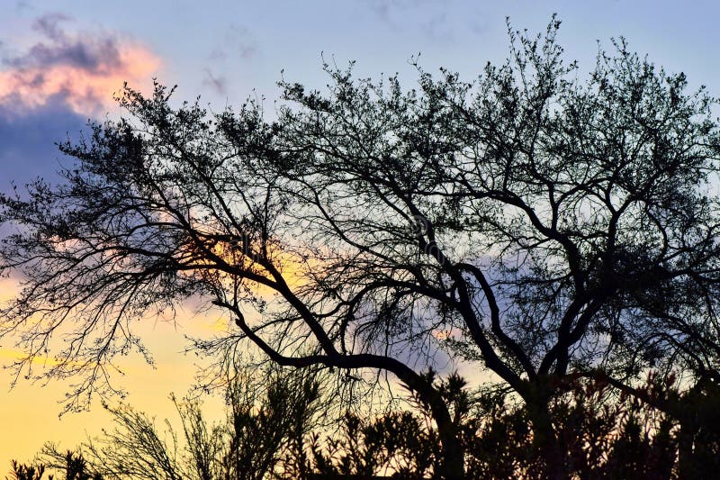 Silhouettes of Spindly Trees and Underbrush. Stock Photo - Image of ...