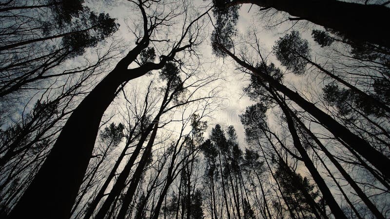 Silhouettes of Tall Trees Against the Sky. a Striking Upward View of ...