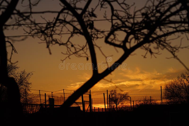 Silhouettes of Tree at the Orange Sunset Stock Photo - Image of nature ...