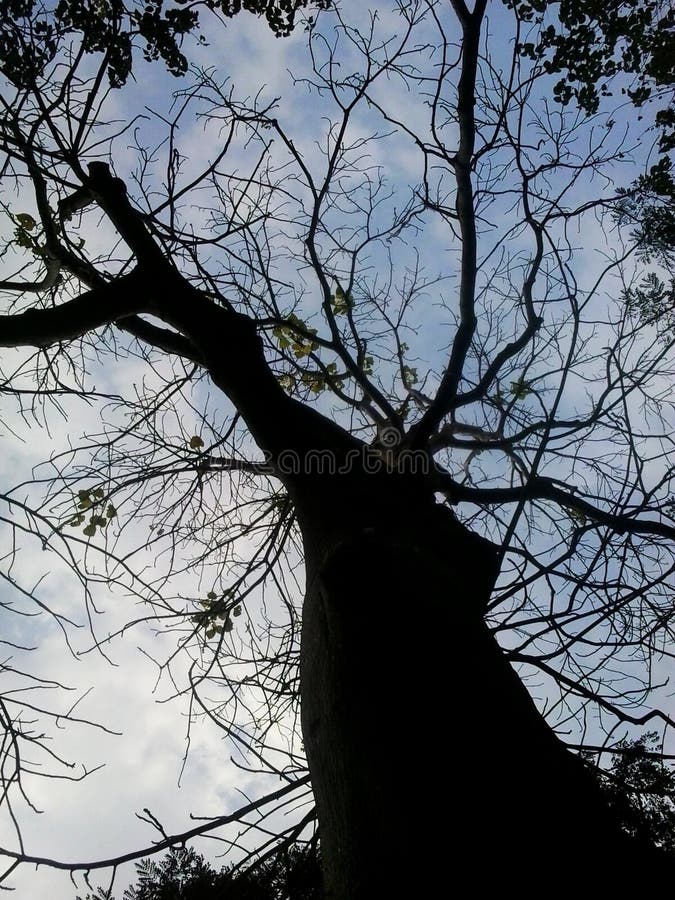 Silhouettes of a Tree, Suitable for Background and Wallpaper Usage ...