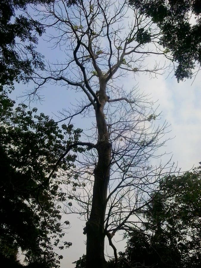 Silhouettes of a Tree, Suitable for Background and Wallpaper Usage ...