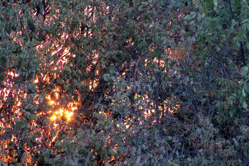 Silhouettes of Trees Against the Backdrop of a Golden September Sunset ...