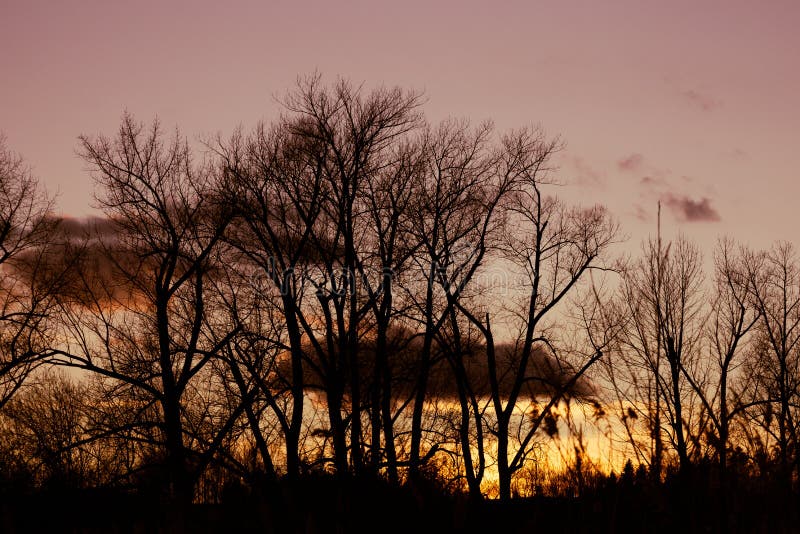 Silhouettes of Trees Against the Sunset Sky. Tree Branches in Winter ...
