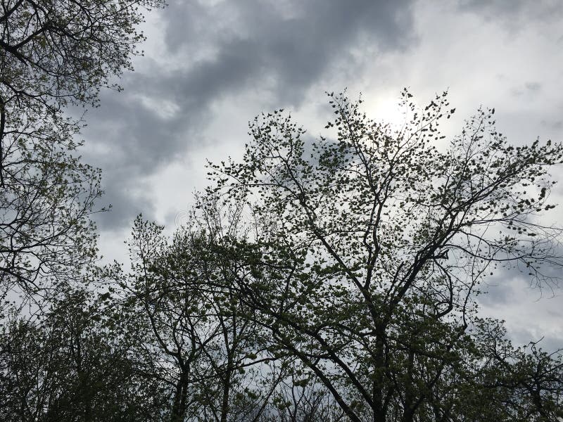Crowns of Trees on a Cloudy Day. Stock Image - Image of night, treetops ...