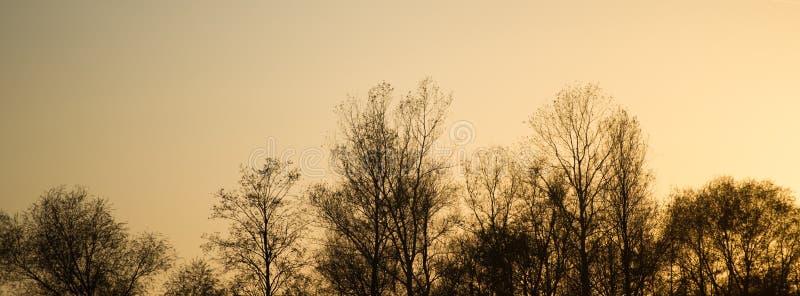 Silhouettes of Trees in the Evening Sky. Web Banner Stock Image - Image ...