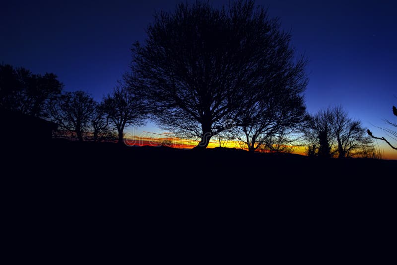 Silhouettes of Trees in the Light of Dawn Stock Image - Image of ...