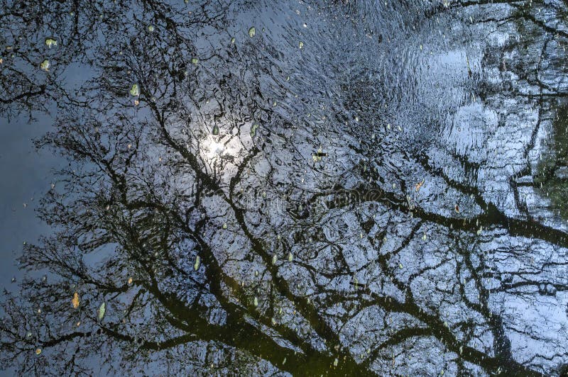 Silhouettes of Trees Reflected on the Water Stock Photo - Image of ...