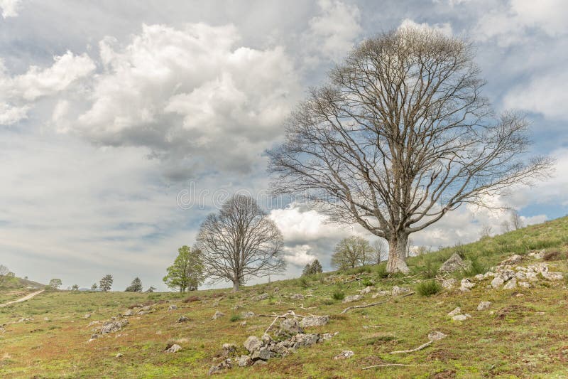 Silhouettes of Trees in Spring in the Mountain Stock Image - Image of ...
