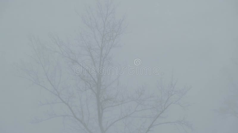 Silhouettes of Trees Staggering from the Wind and a Heavy Snowstorm ...