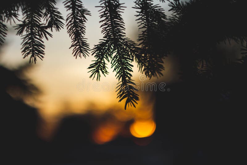 Silhouettes of Trees at Sunset. Dark Tree Branches Against the Bright ...