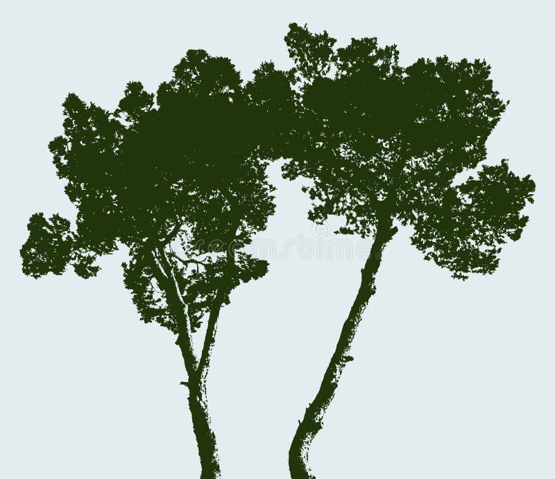 Two Pine Trees Stock Illustrations – 686 Two Pine Trees Stock ...
