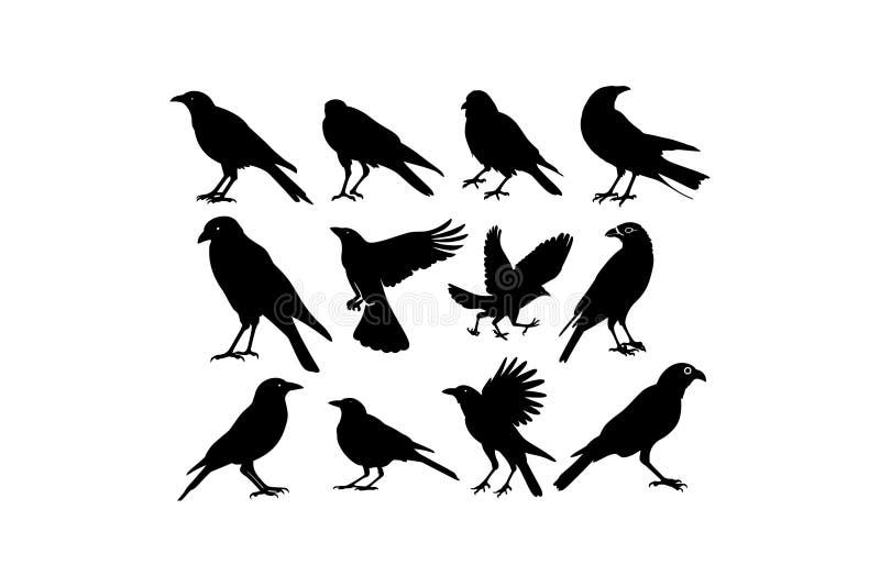 Silhouettes of Various Crow Poses and Movements. Vector Illustration ...