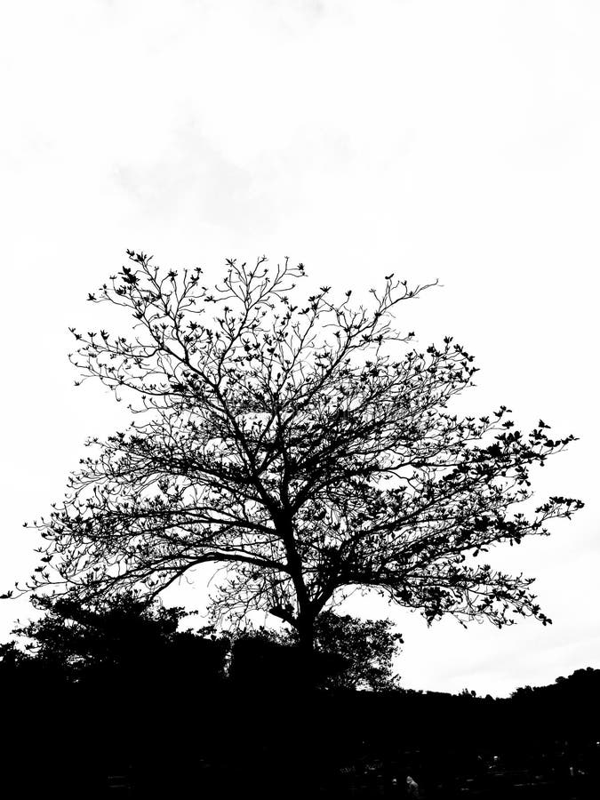 Silhoute of a tree stock photo. Image of tree, white - 147564110