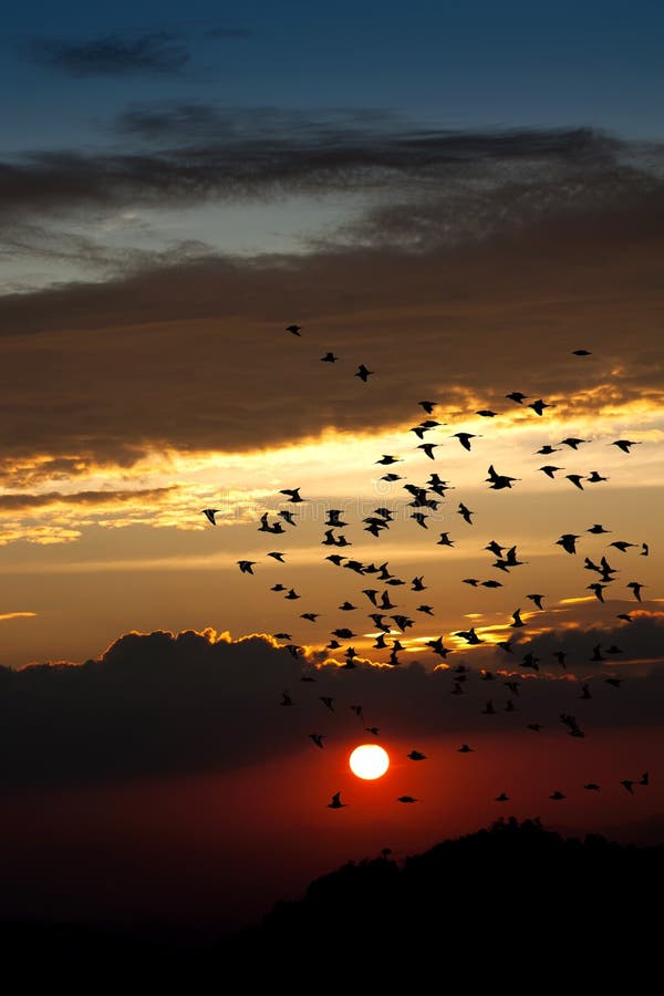 Silhouette of Flock Birds Migrating Flying in Front of Moon Against ...