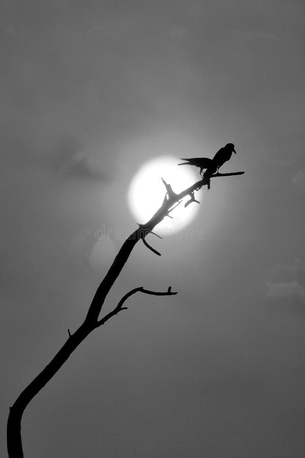 Line Drawing Sun Rising Stock Photos - Free & Royalty-Free Stock Photos ...