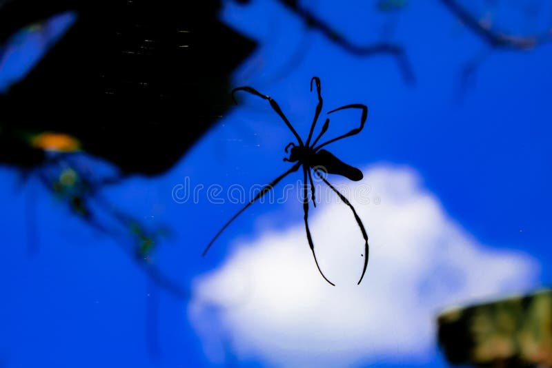 Web Silhoutte Stock Photos - Free & Royalty-Free Stock Photos from ...