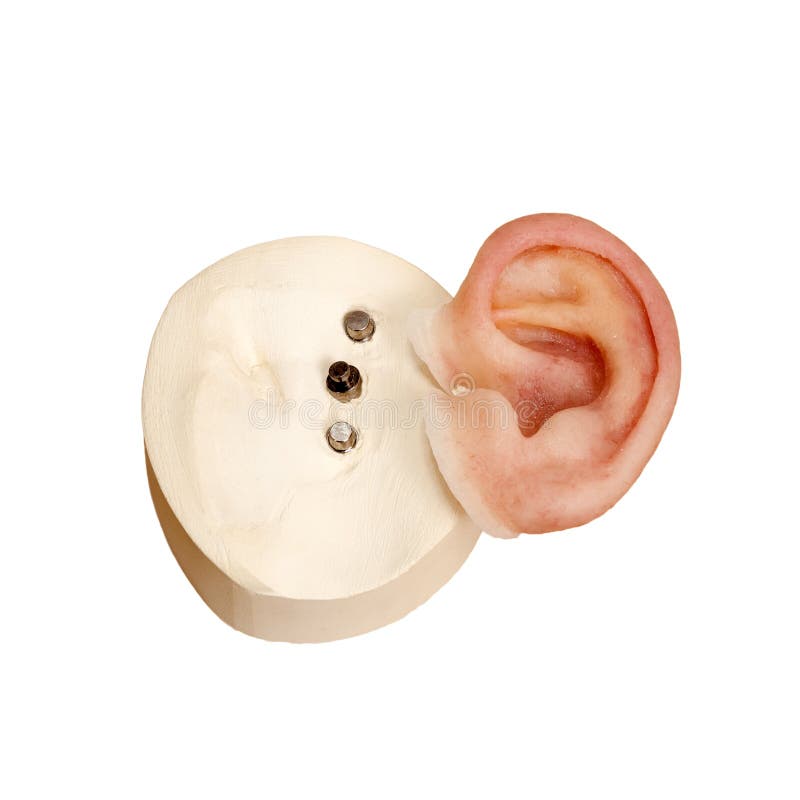 Silicone Artificial Human Ear with Magnetic Locks Stock Photo - Image ...