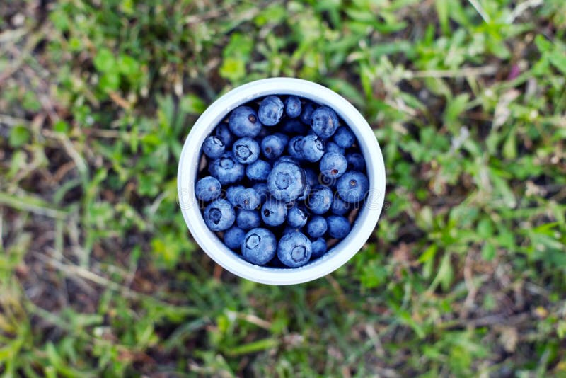 Silicone Cup with Fresh Blueberries. Blueberry Antioxidant Stock Photo ...